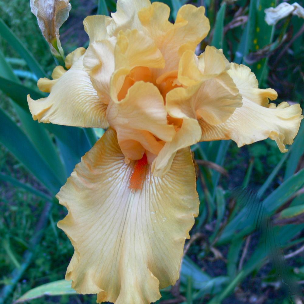 Sharing your best iris pics in the Irises forum - Garden.org