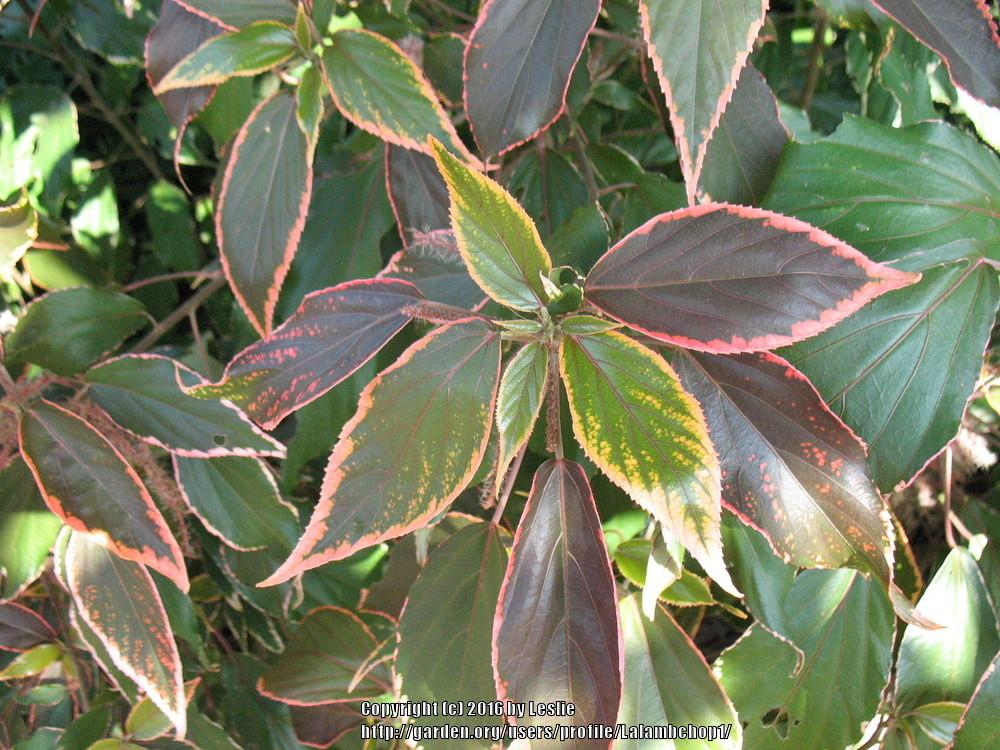 South Pacific Copperleaf (Acalypha wilkesiana 'Bourbon Street ...