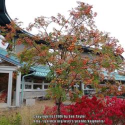 Photo of the fruit of Rowan (Sorbus 'Copper Kettle') posted by ...