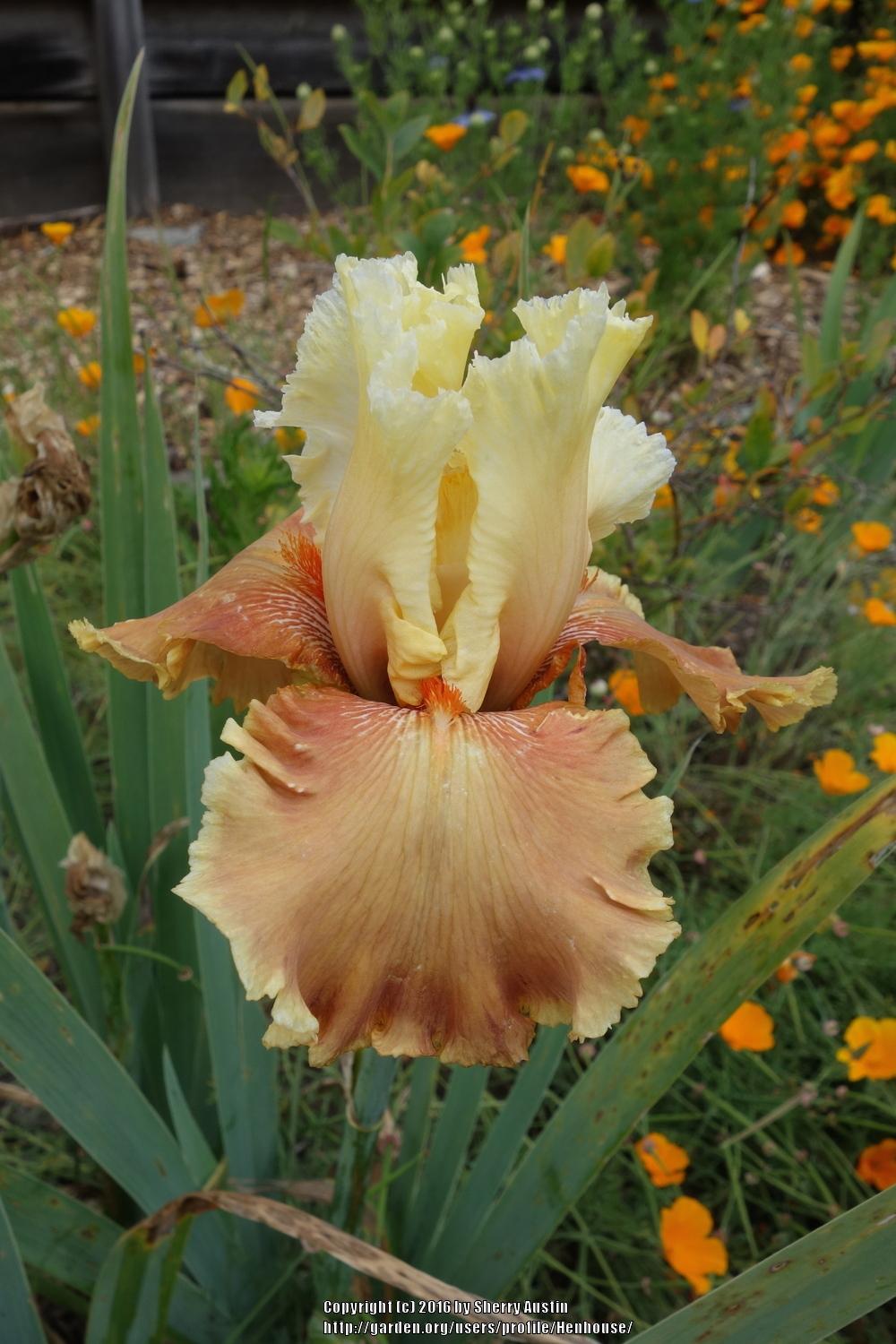Tall Bearded Iris (Iris 'King of the Road') in the Irises Database ...