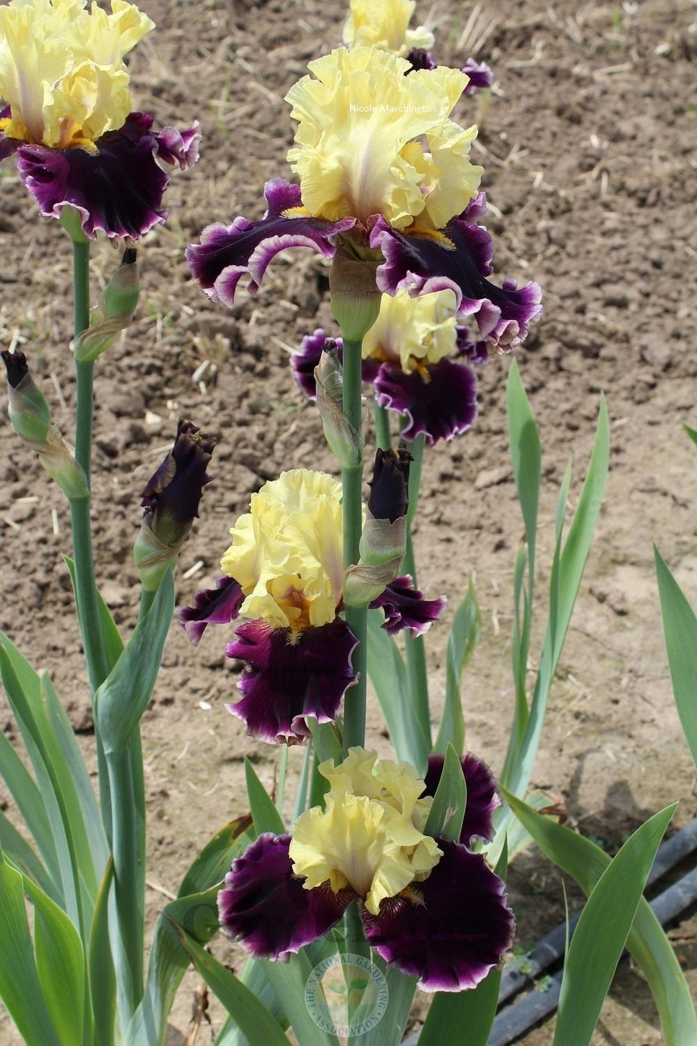 Photo of the bloom of Tall Bearded Iris (Iris 'Football Hero') posted ...