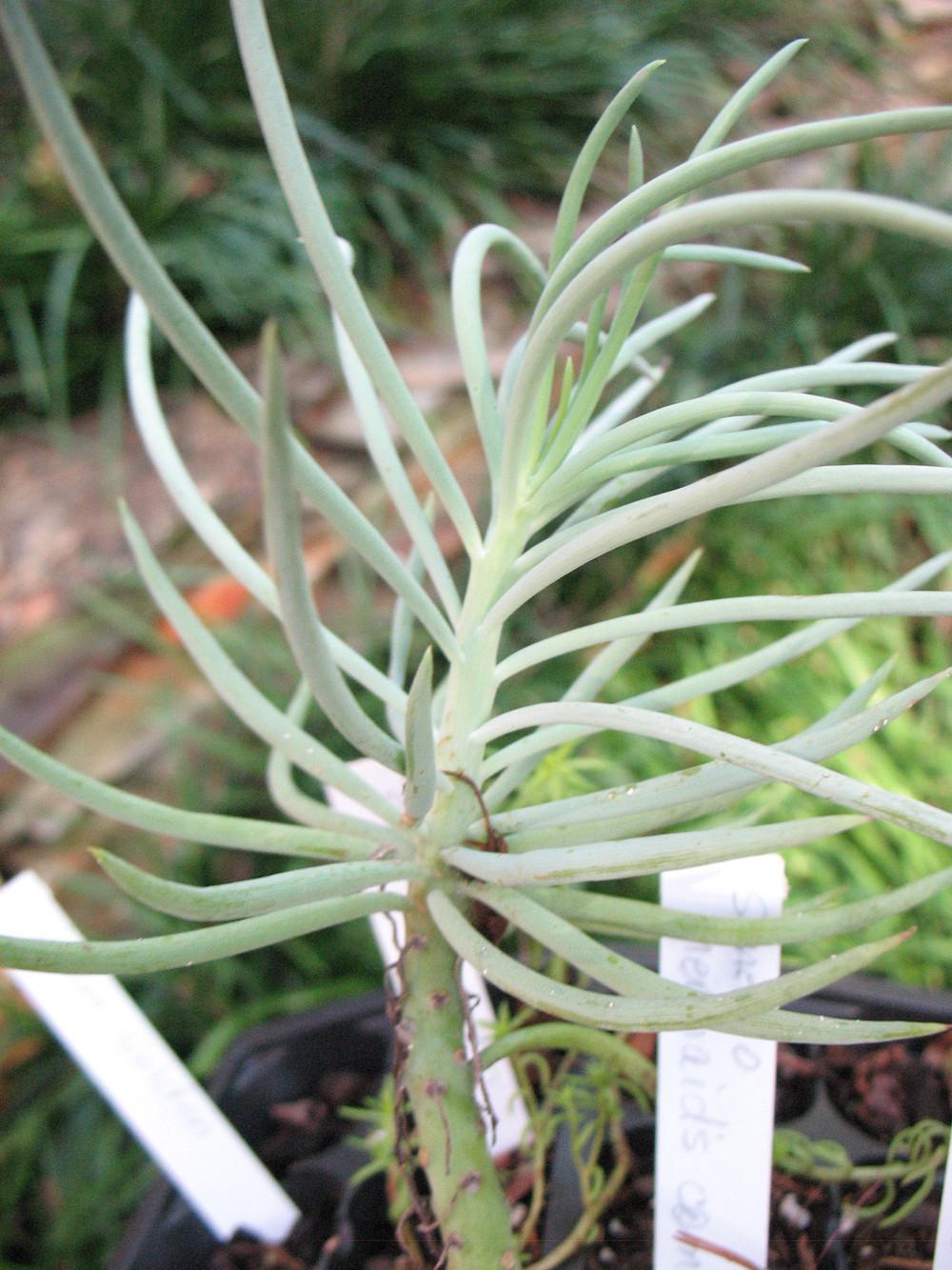 Photo of the entire plant of Blue Senecio (Curio talinoides) posted by ...