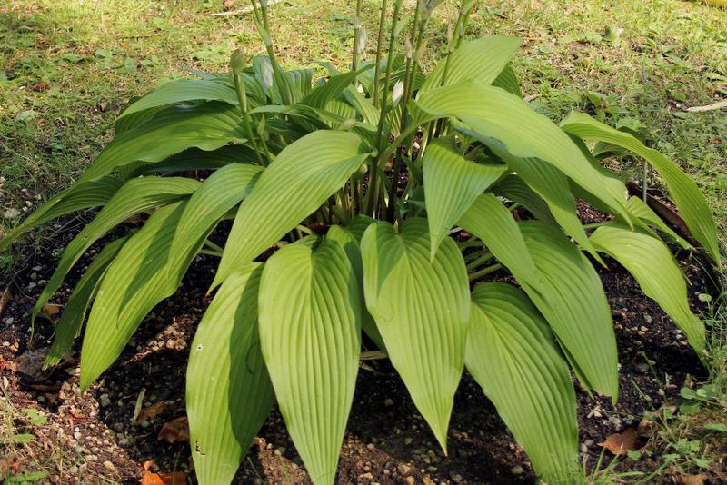 Hosta (Hosta kikutii var. tosana) in the Hostas Database - Garden.org