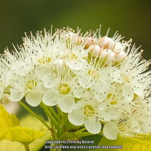 Eastern Ninebark (Physocarpus opulifolius 'Luteus') in the Ninebarks ...
