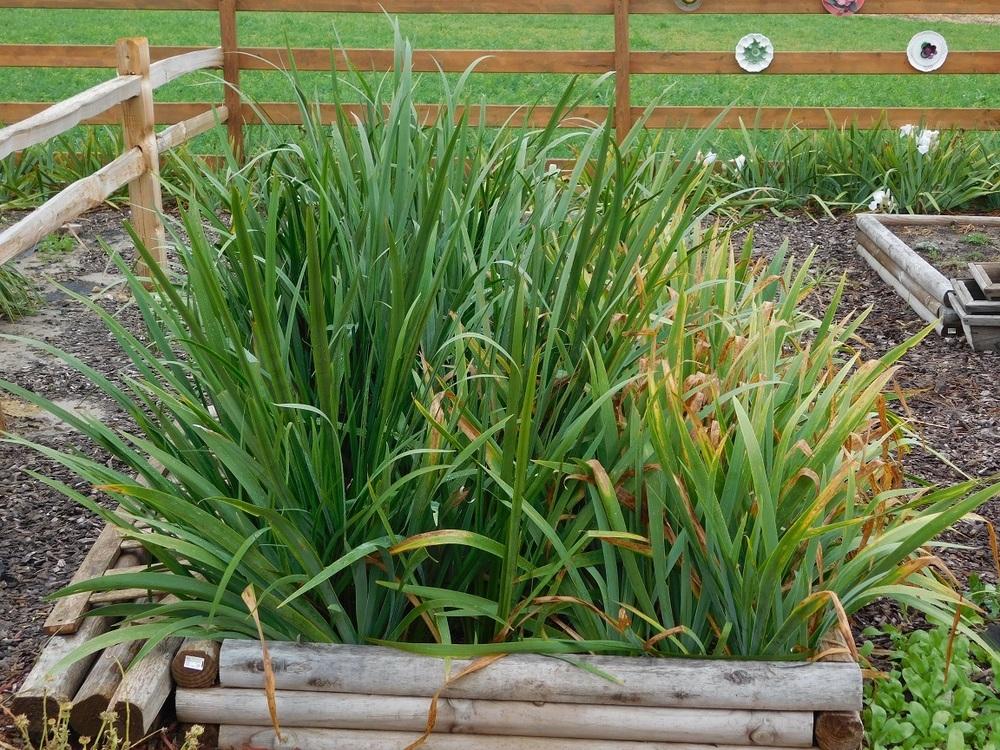 Iris raised bed in the Irises forum - Garden.org