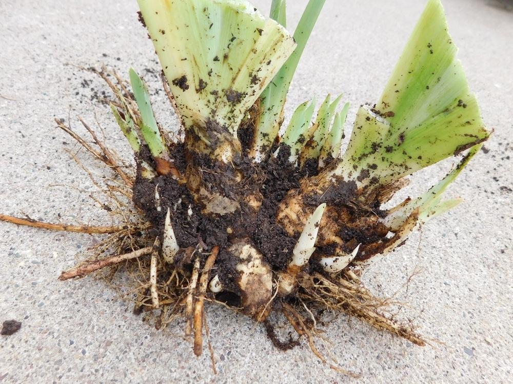 Iris raised bed in the Irises forum - Garden.org