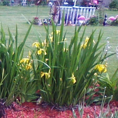 Iris raised bed in the Irises forum - Garden.org