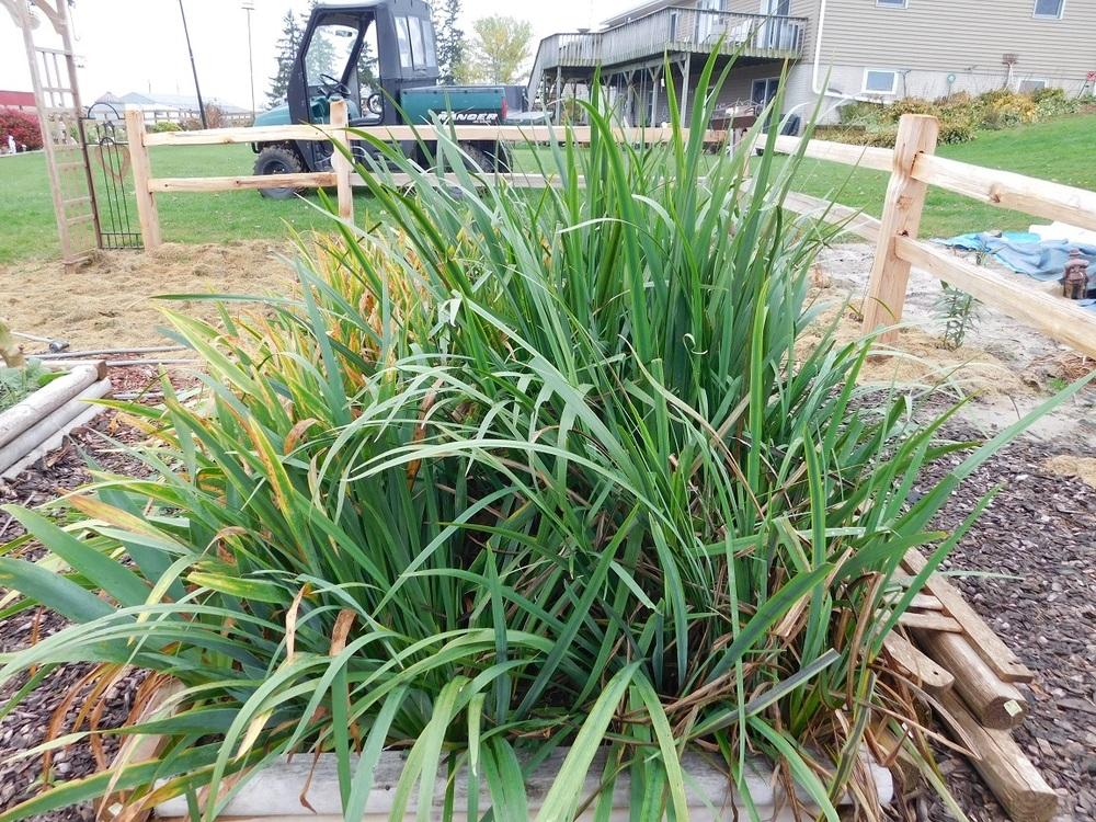 Iris raised bed in the Irises forum - Garden.org