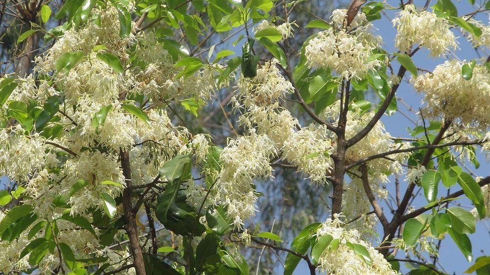 Shorea roxburghii - Garden.org