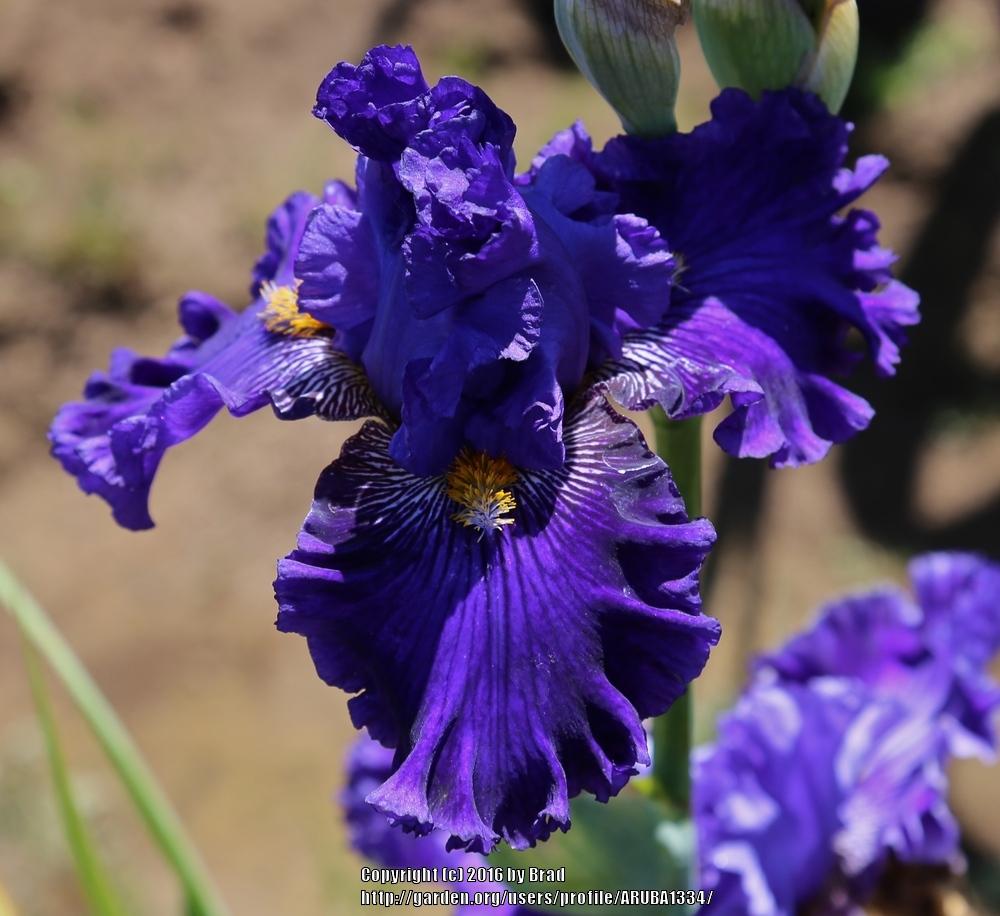 Photo of the bloom of Tall Bearded Iris (Iris 'Soul Singer') posted by ...