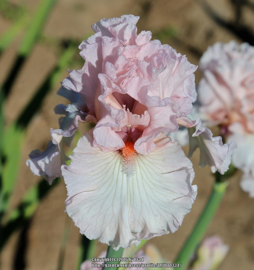 Photo of the bloom of Tall Bearded Iris (Iris 'Vanity Girl') posted by ...