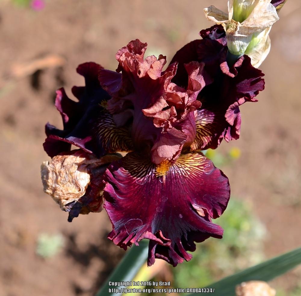 Photo of the bloom of Tall Bearded Iris (Iris 'Burgundy Blaze') posted by ARUBA1334 - Garden.org