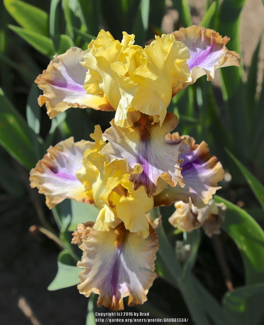 Photo of the bloom of Tall Bearded Iris (Iris 'Fall Fantasy') posted by ...