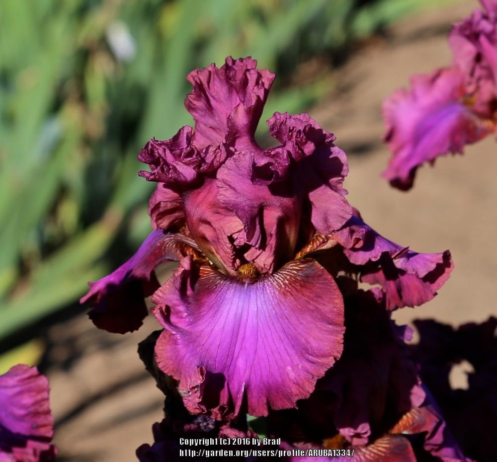 Photo of the bloom of Tall Bearded Iris (Iris 'Ravishing Ruby') posted ...