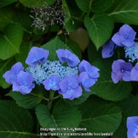 Hydrangea (Hydrangea macrophylla 'Nightingale') in the Hydrangeas ...