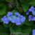 Hydrangeas: Plant Care and Collection of Varieties - Garden.org