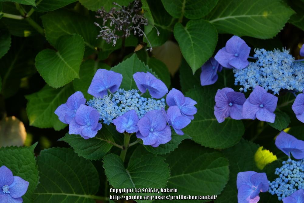 Photo of the bloom of Hydrangea (Hydrangea macrophylla 'Nightingale ...