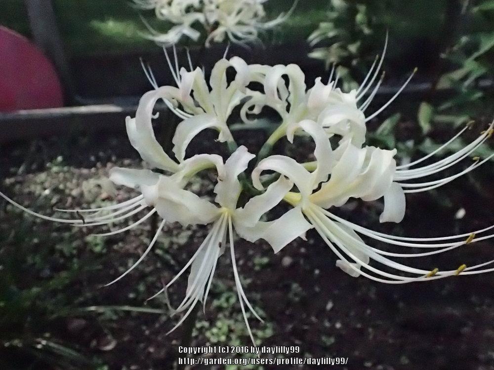 Surprise Lilies (Lycoris): Plant Care and Collection of Varieties ...