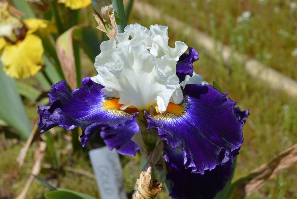 Photo of the bloom of Tall Bearded Iris (Iris 'Future Ruler') posted by ...