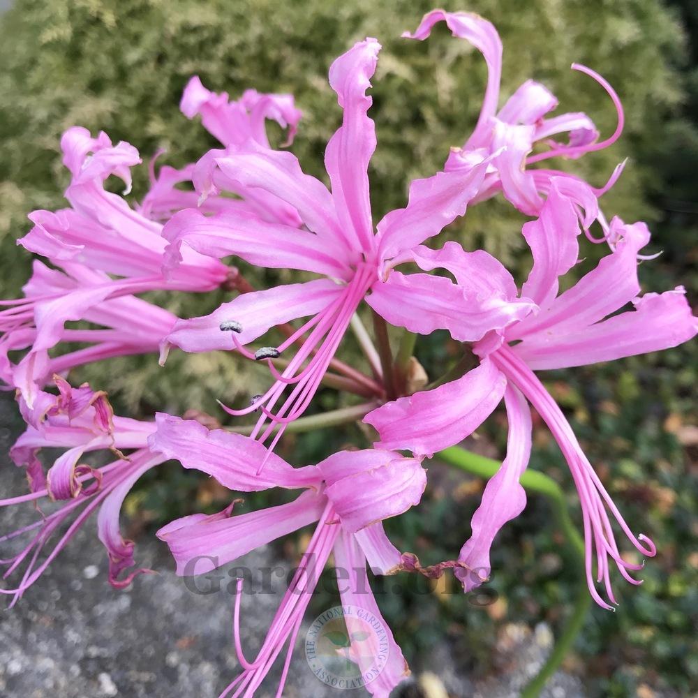 Cape Lilies: Plant Care and Collection of Varieties - Garden.org