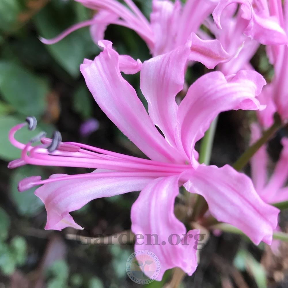 Cape Lilies: Plant Care and Collection of Varieties - Garden.org