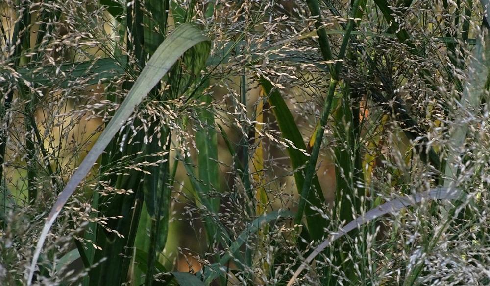 Photo of the seed pods or heads of Switchgrass (Panicum virgatum 'Dallas Blues') posted by ...