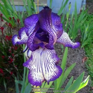 Tall Bearded Iris (Iris 'Circus Stripes') in the Irises Database ...