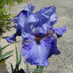 Tall Bearded Iris (Iris 'Broken Pattern') in the Irises Database ...