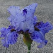 Tall Bearded Iris (Iris 'Broken Pattern') in the Irises Database ...