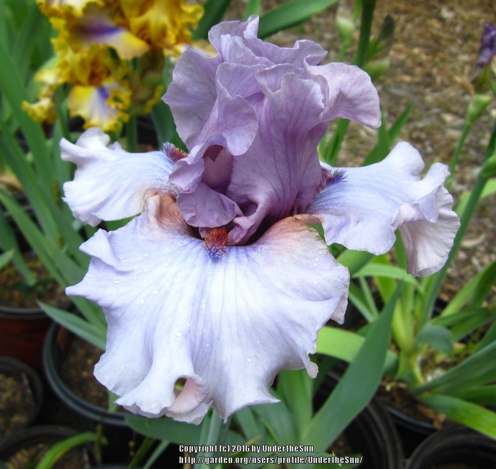 Tall Bearded Iris (Iris 'Dancing Ghost') in the Irises Database ...