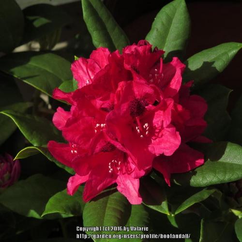 Rhododendron 'Lord Roberts' in the Rhododendrons Database - Garden.org