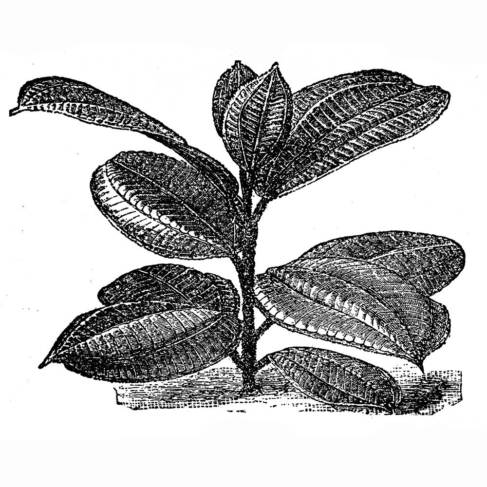 Vintage plant engraving identification in the Plant ID forum - Garden.org