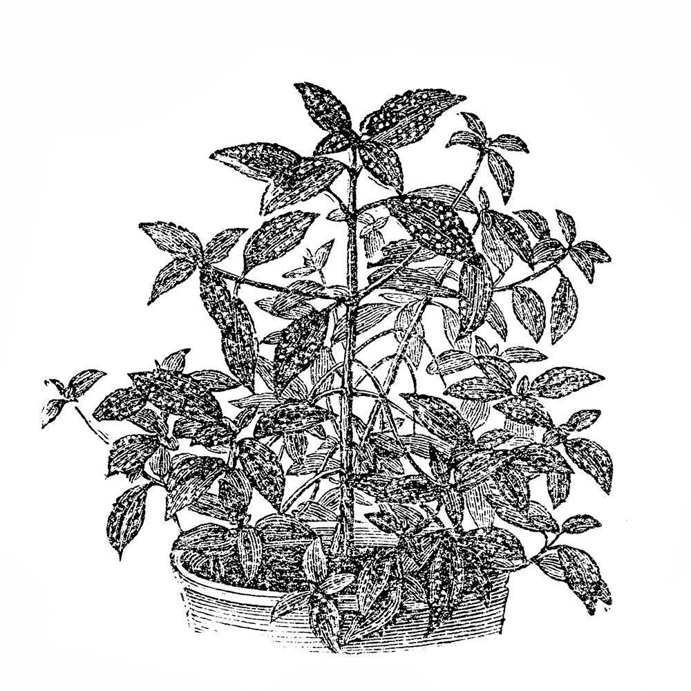 Vintage plant engraving identification in the Plant ID forum - Garden.org