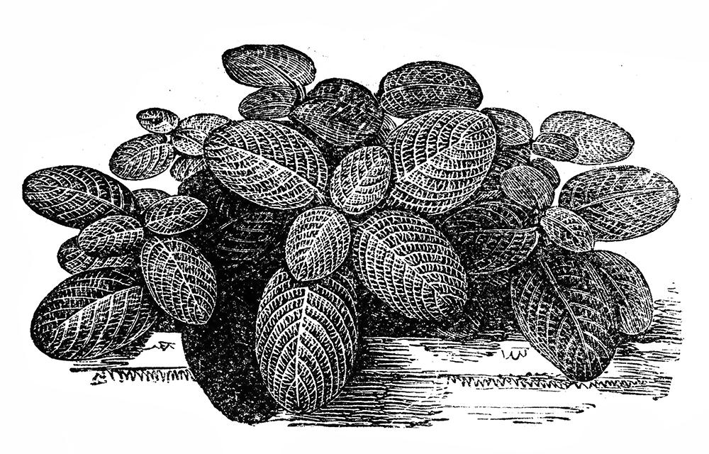 Vintage plant engraving identification in the Plant ID forum - Garden.org