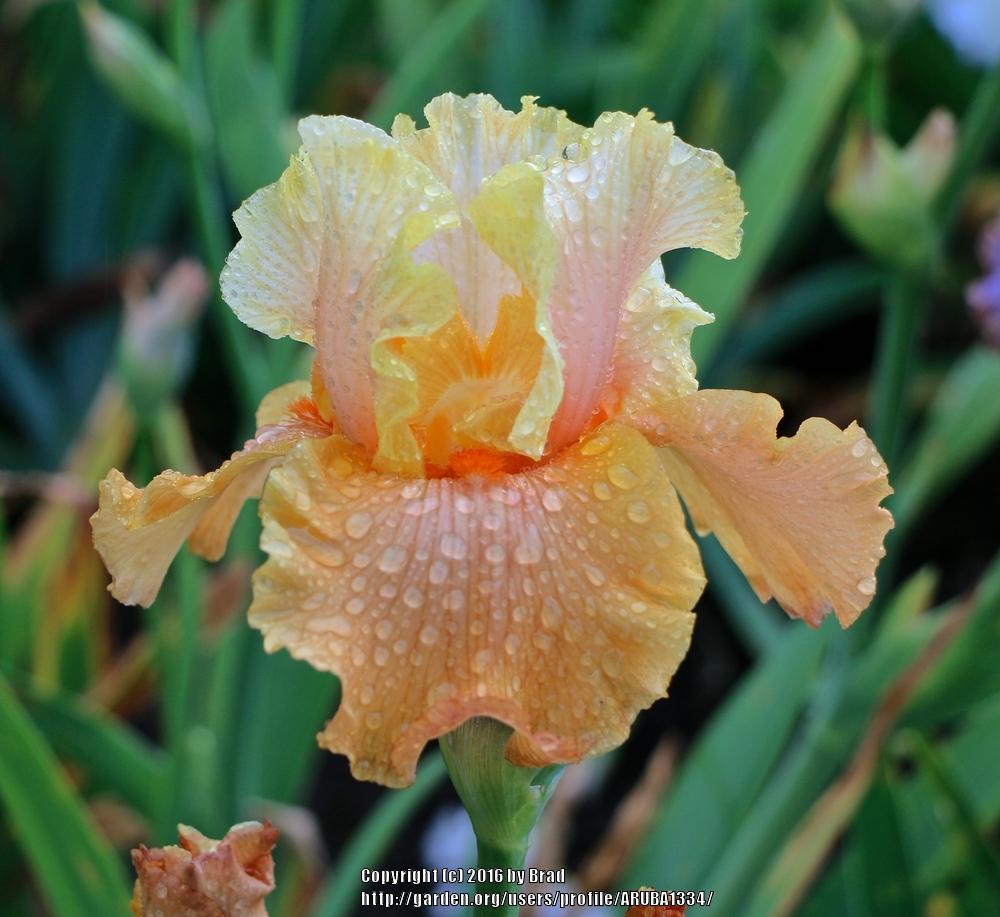 Photo of the bloom of Tall Bearded Iris (Iris 'Baby Duck') posted by ...