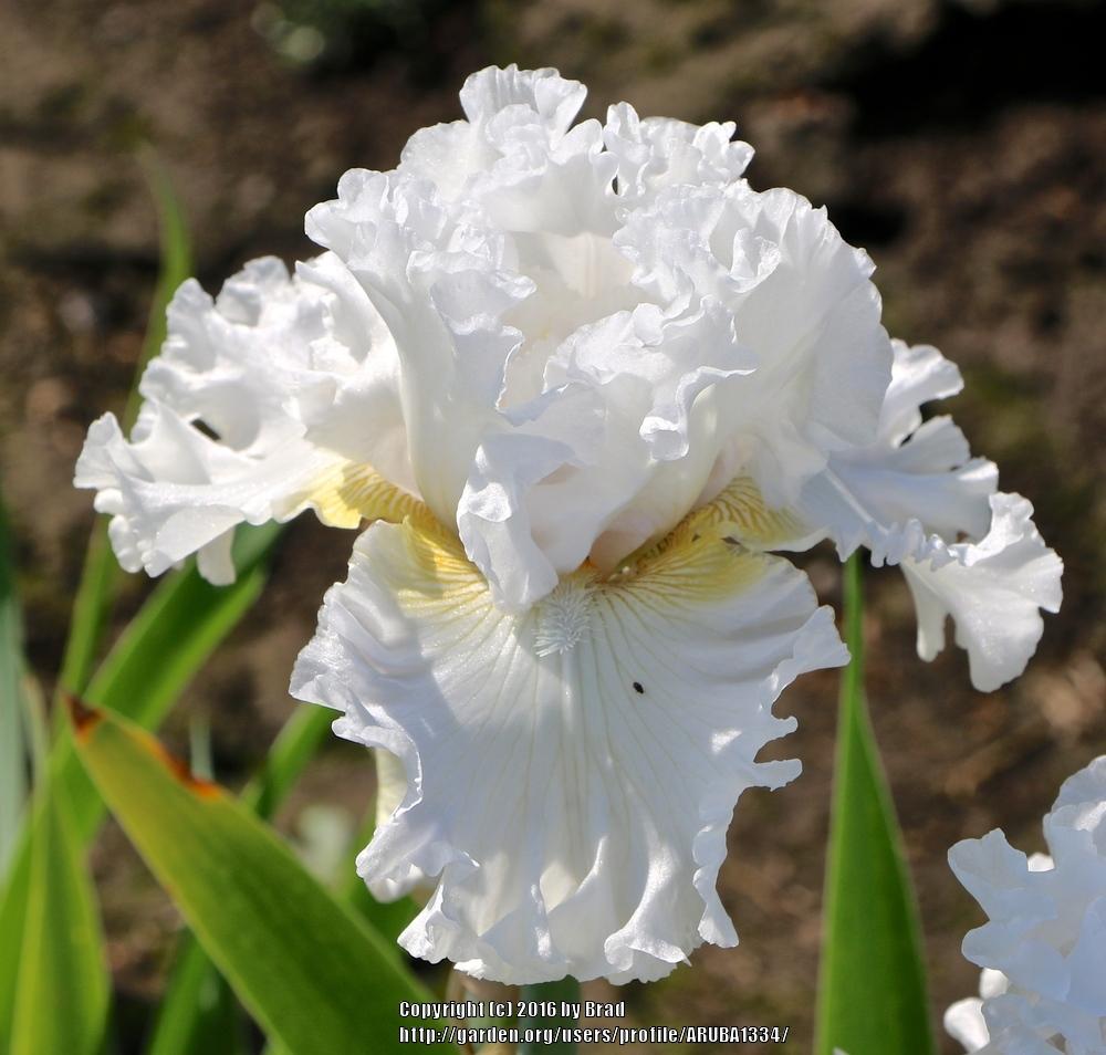 Photo of the bloom of Tall Bearded Iris (Iris 'Winter's Smile') posted ...