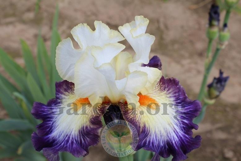 Photo of the bloom of Tall Bearded Iris (Iris 'Boulevard Jazz') posted by HighdesertNiki ...