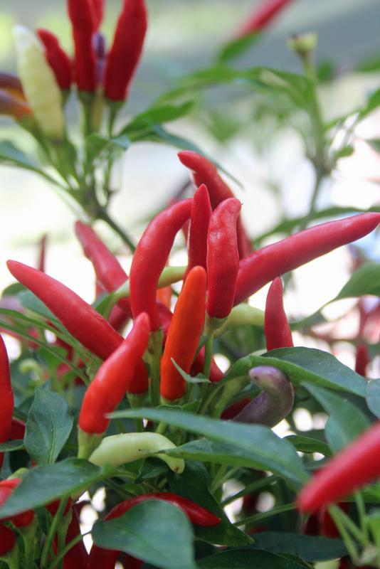 Pepper (Capsicum annuum 'Garda Fireworks') in the Peppers Database ...