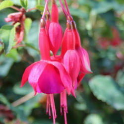 Fuchsias: Plant Care and Collection of Varieties (National Gardening ...