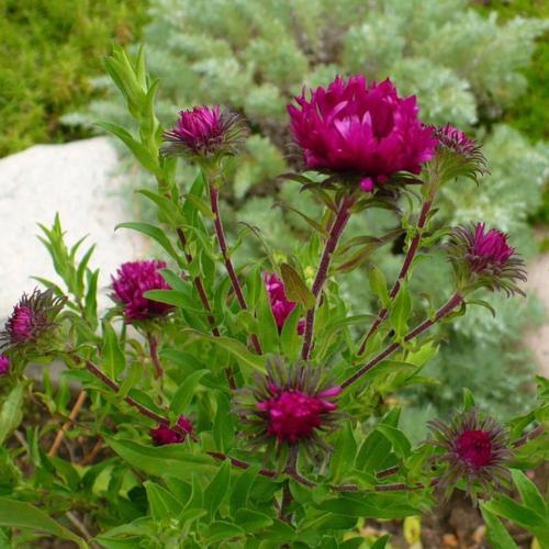 New England Aster (Symphyotrichum novae-angliae September Ruby) in the ...
