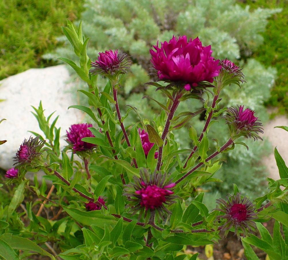 Asters: Plant Care and Collection of Varieties - Garden.org