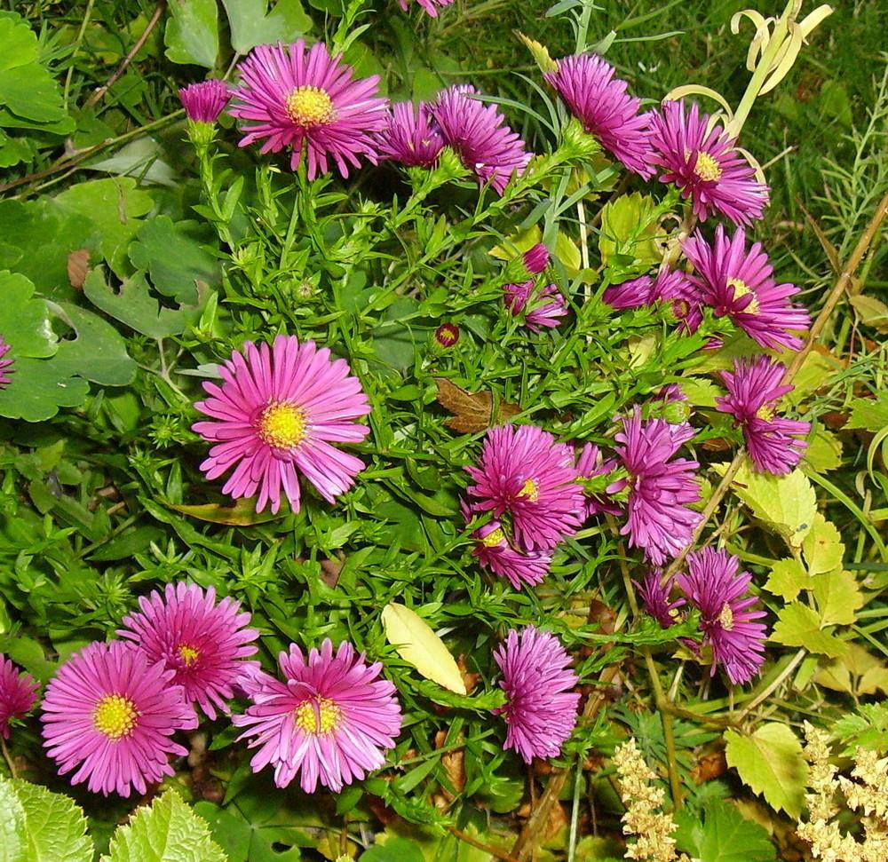 Photo of the bloom of New England Aster (Symphyotrichum novae-angliae ...