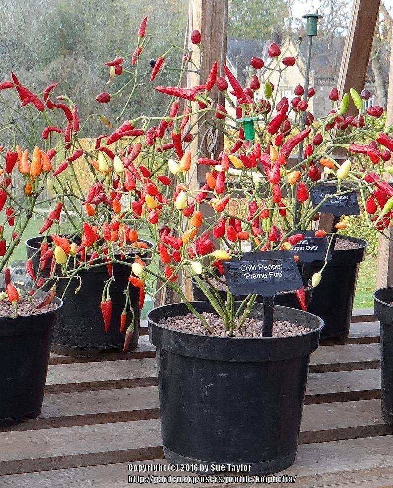 Ornamental Pepper (Capsicum annuum 'Prairie Fire') in the Peppers ...