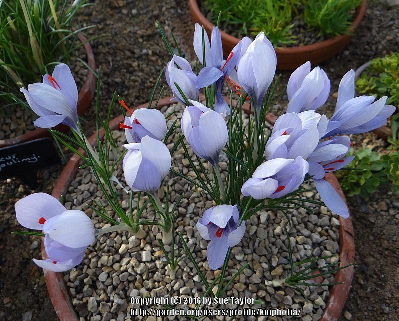 Photo of the entire plant of Crocus (Crocus mathewii 'Dream Dancer ...