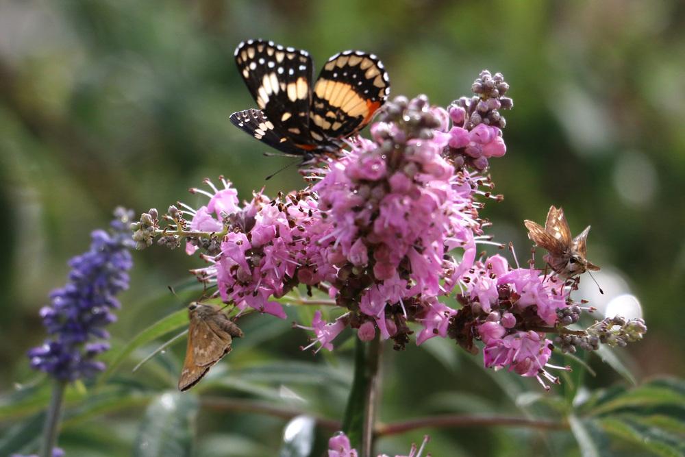 Chaste Tree (Vitex agnus-castus 'Fletcher Pink') - Garden.org