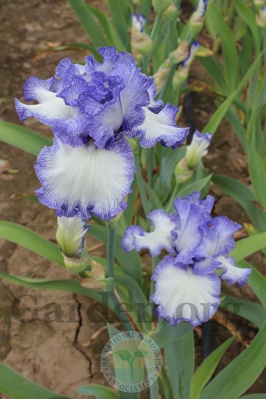 Photo of the bloom of Tall Bearded Iris (Iris 'Common Thread') posted ...