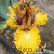 Tall Bearded Iris (Iris 'Cinnamon Bells') in the Irises Database ...