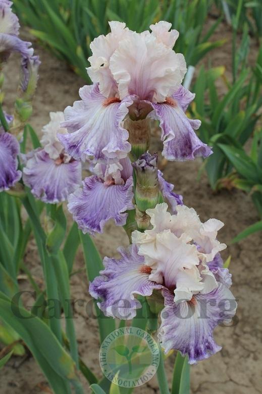 Photo of the bloom of Tall Bearded Iris (Iris 'Call Me Maybe') posted ...