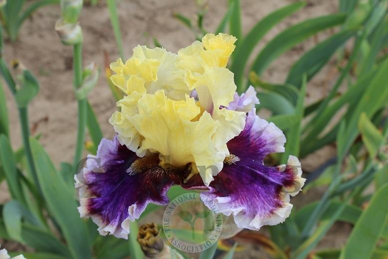 Photo of the bloom of Tall Bearded Iris (Iris 'Carnival Capers') posted ...