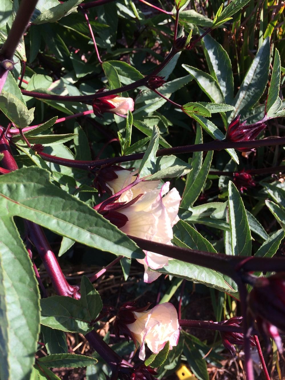 Photo of the stem, scape, stalk or bark of Tropical Hibiscus (Hibiscus ...